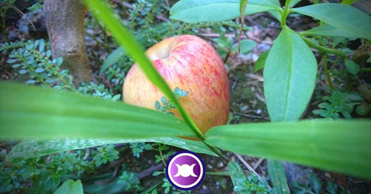 What are Nature Spirits? The powerful 4 Elemental Beings!