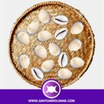16 Cowrie Shells spiritual meaning + Free Shell reading