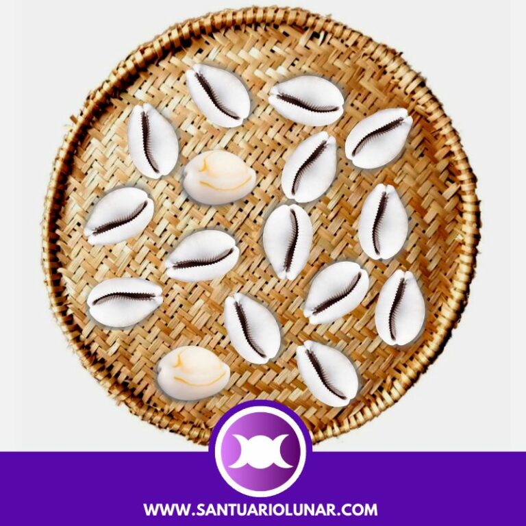16 Cowrie Shells spiritual meaning + Free Shell reading
